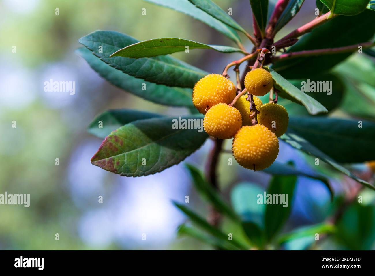 Small yellow berries hanging on a tree in Sunlight Stock Photo - Alamy