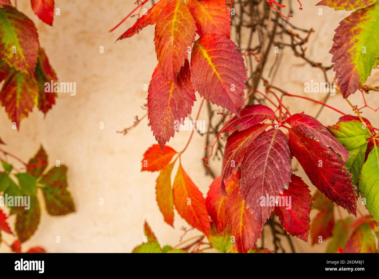 Colorful wild vine foliage on a wall Stock Photo - Alamy