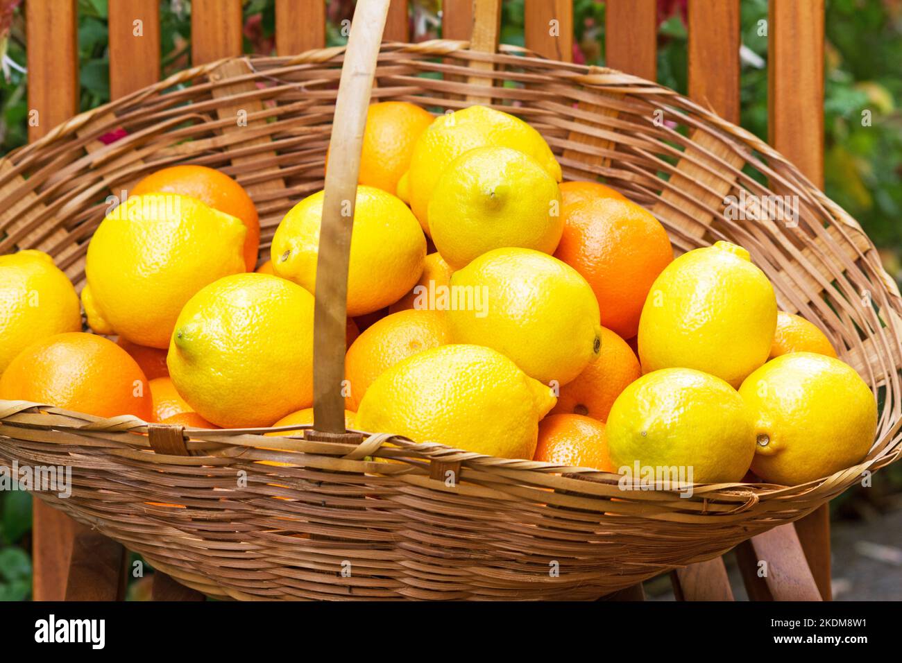 basket with naval oranges and Sicilian lemons Stock Photo - Alamy