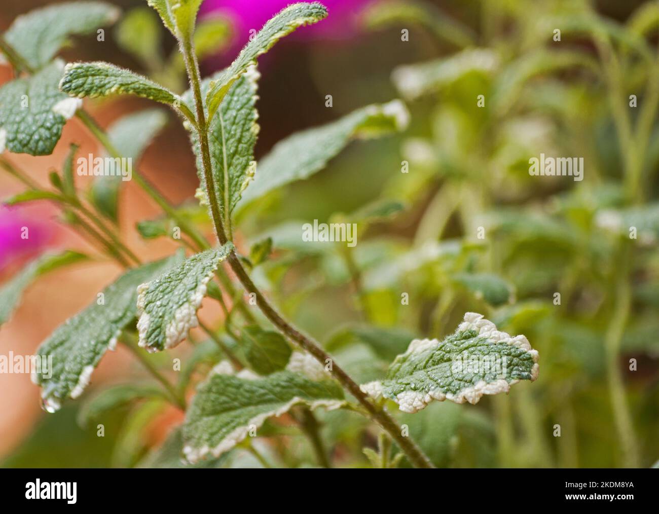 Variegate hi-res stock photography and images - Alamy