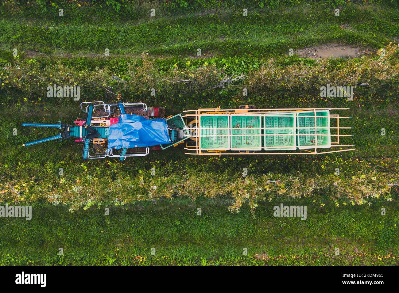 A bird's eye view apple picking machine. In the field, among apple ...