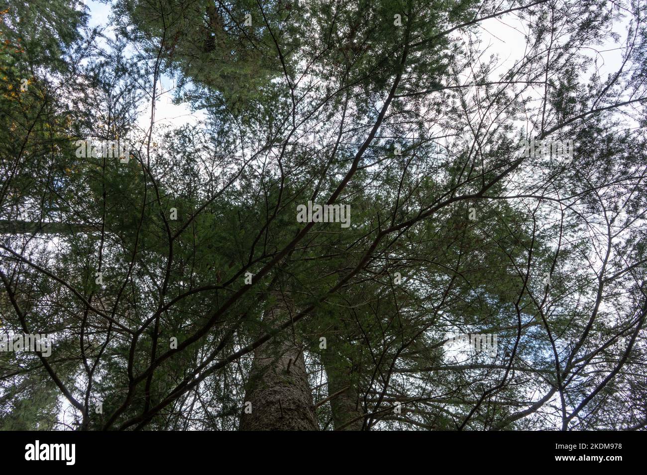 Beautiful forest view hi-res stock photography and images - Alamy