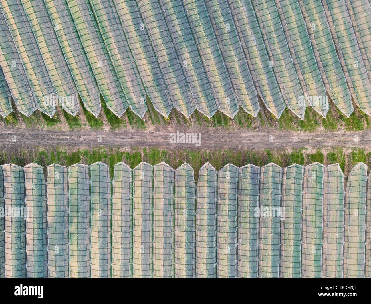 Aerial view of orchard with apple trees during sunset. The fields are ...