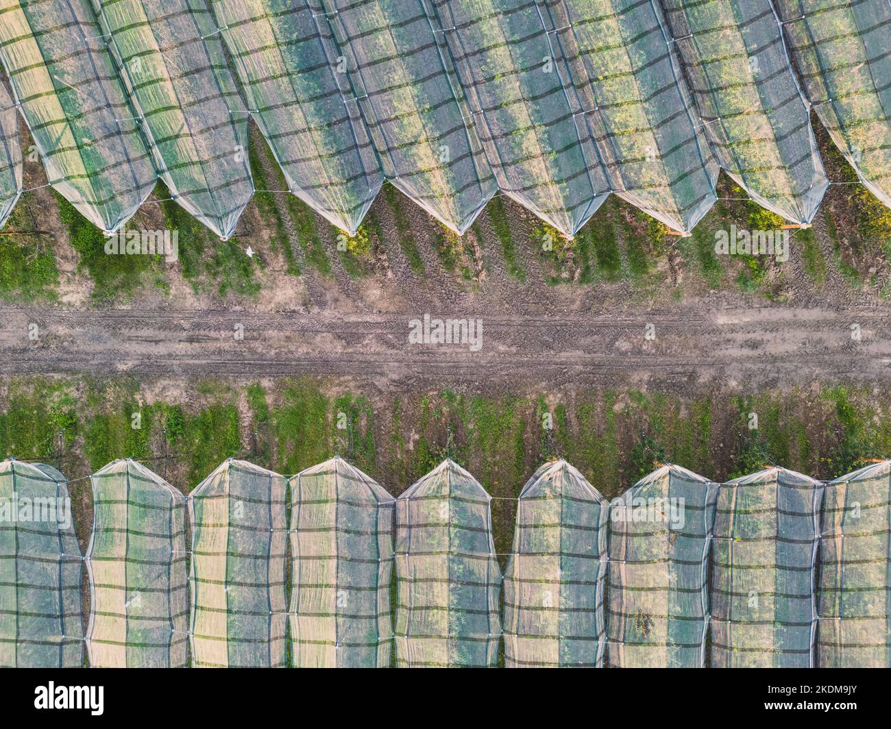 Aerial view of orchard with apple trees during sunset. The fields are ...