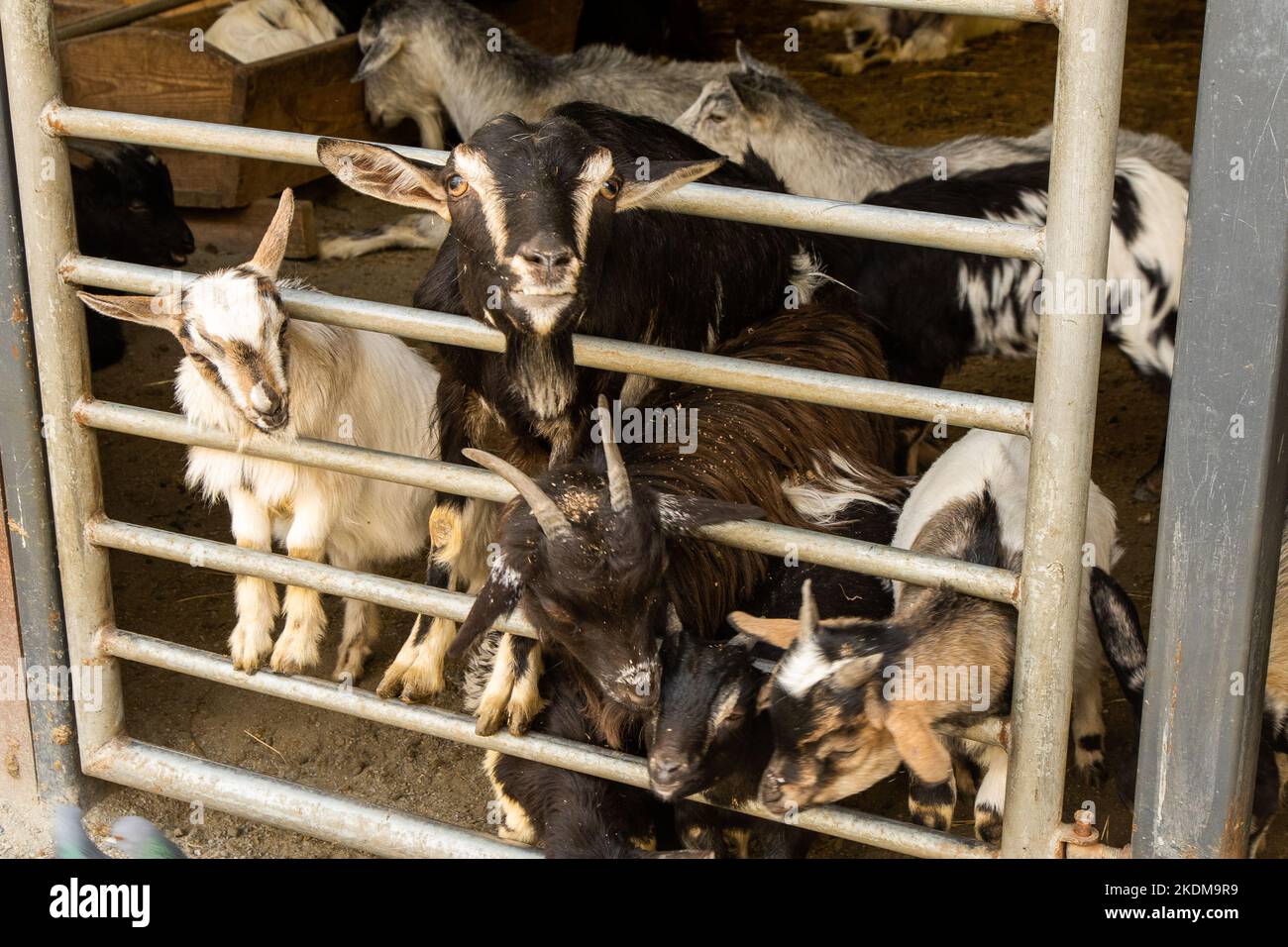 Goats on a farm in a paddock. Domestic goat. Dairy animal. Cattle ...
