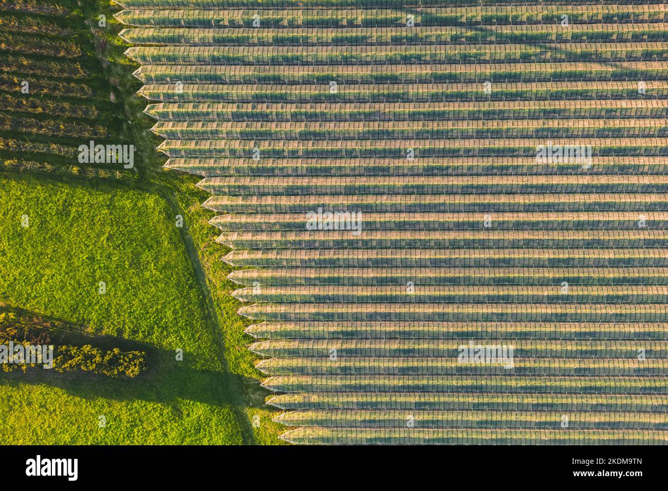 Aerial view of orchard with apple trees during sunset. The fields are ...