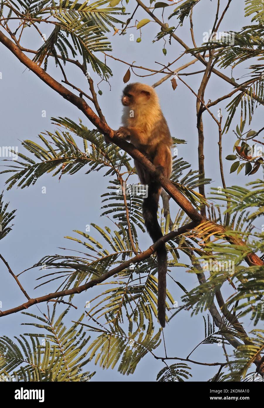 Black-tailed Marmoset (Mico melanurus) adult sitting on branch Cuiaba ...