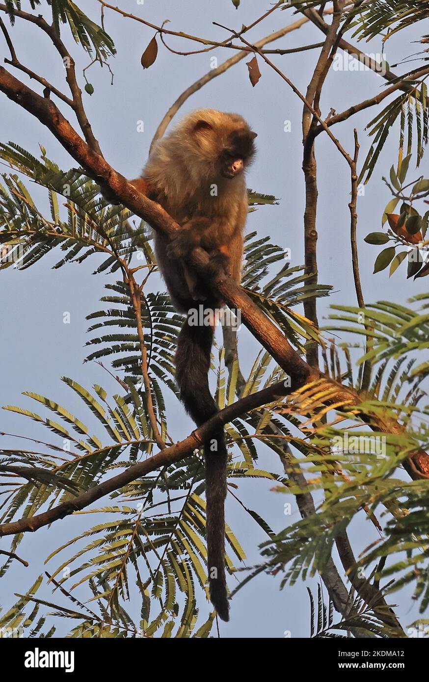 Black-tailed Marmoset (Mico melanurus) adult sitting on branch Cuiaba ...