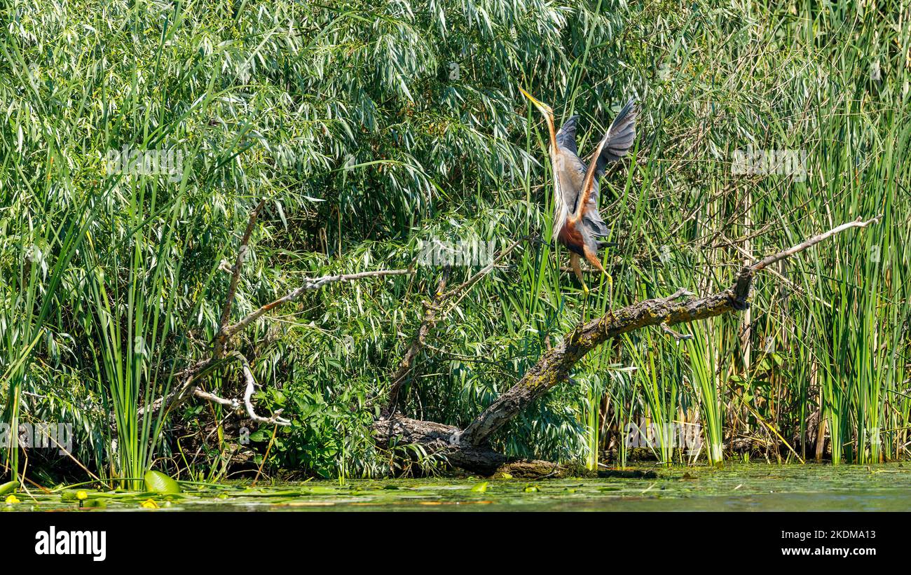 A purple heron in the wilderness of the Danube Delta in Romania Stock ...