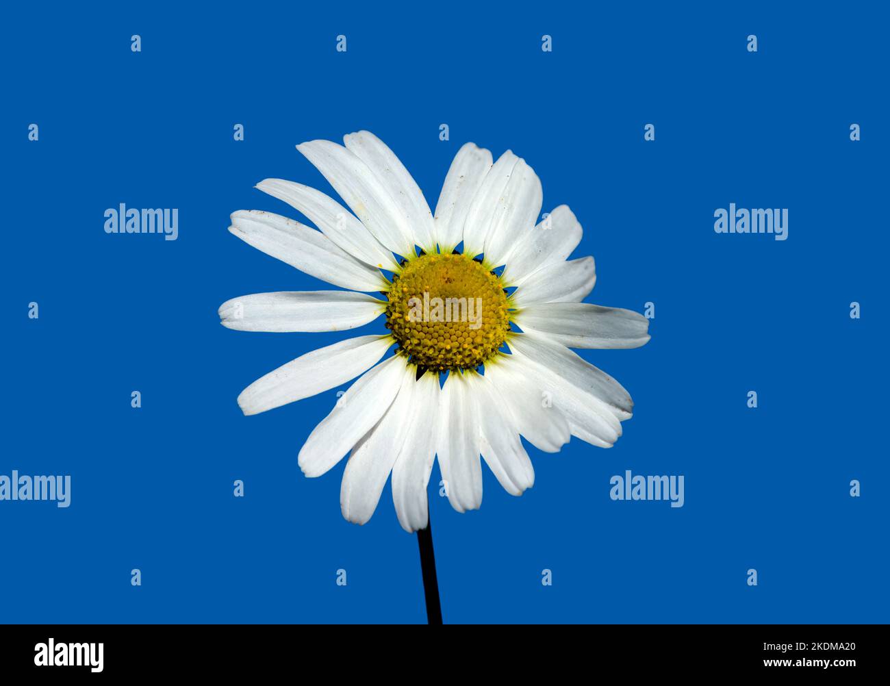 scentless chamomile (Tripleurospermum inodorum Stock Photo - Alamy