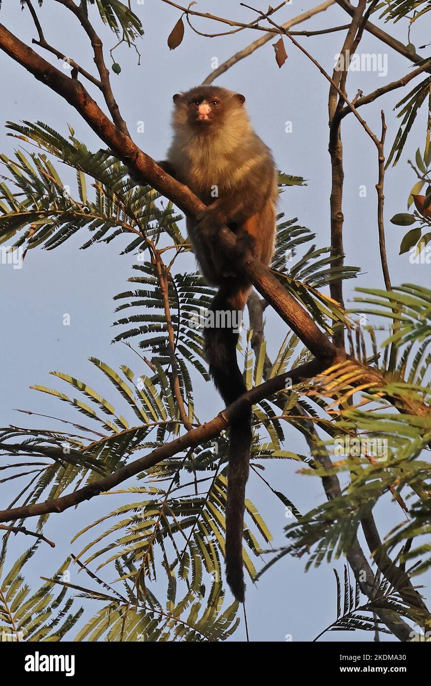 Black-tailed Marmoset (Mico melanurus) adult sitting on branch Cuiaba ...