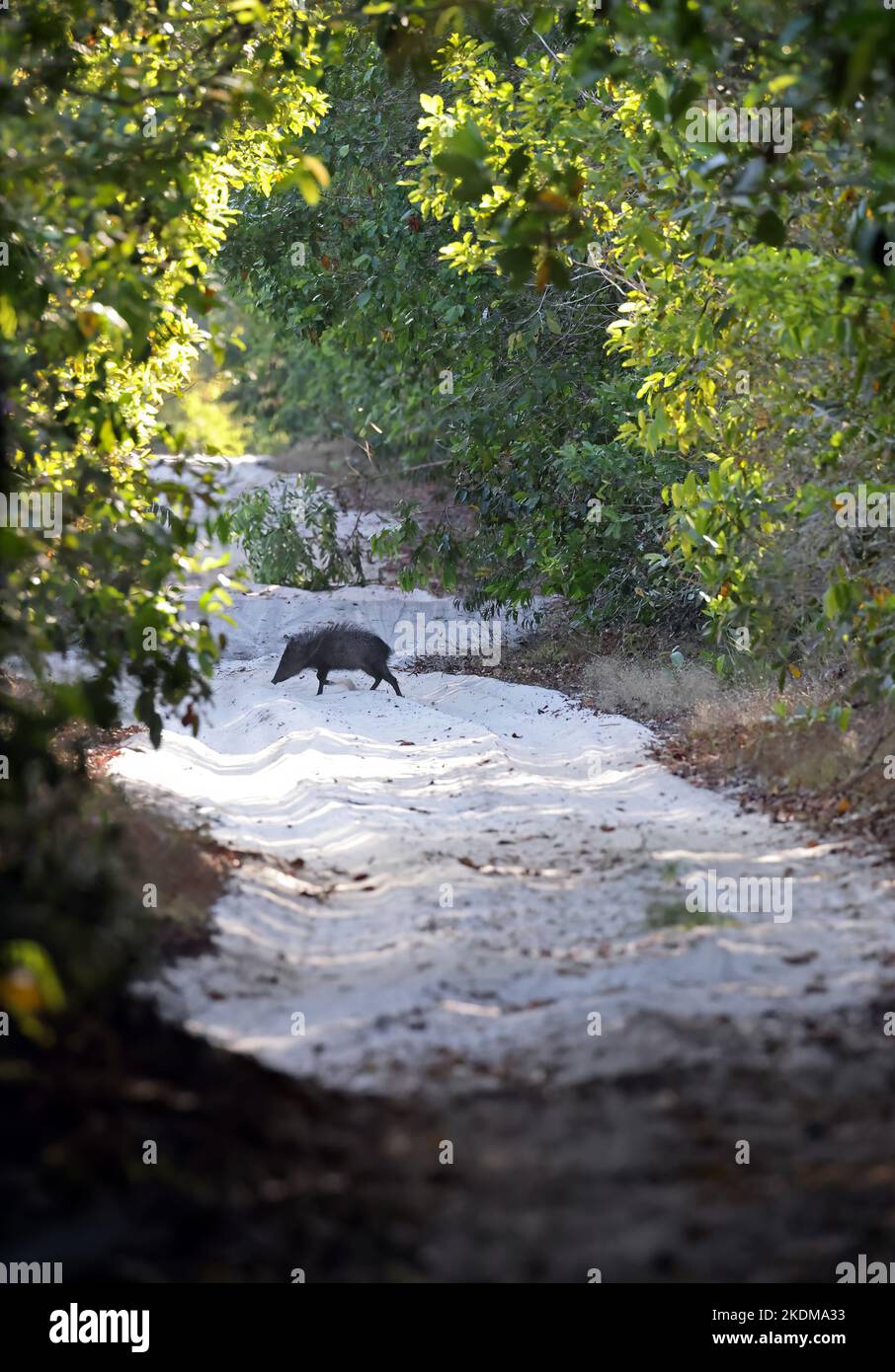 Collared Peccary (Pecari tajacu) young animal crossing sandy forest ...