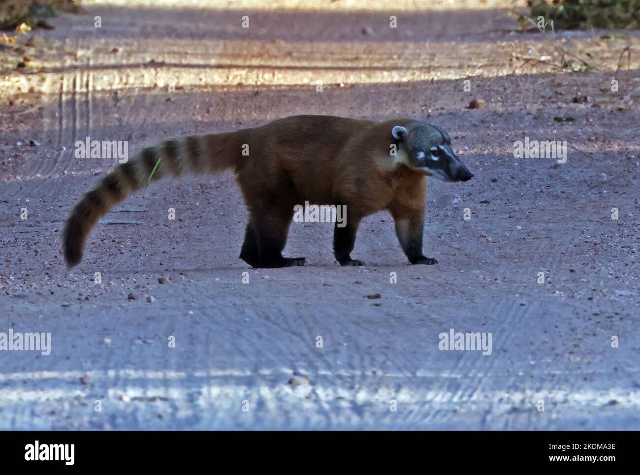 South American Coati (Nasua nasua) adult crossing dirt road Pantanal ...