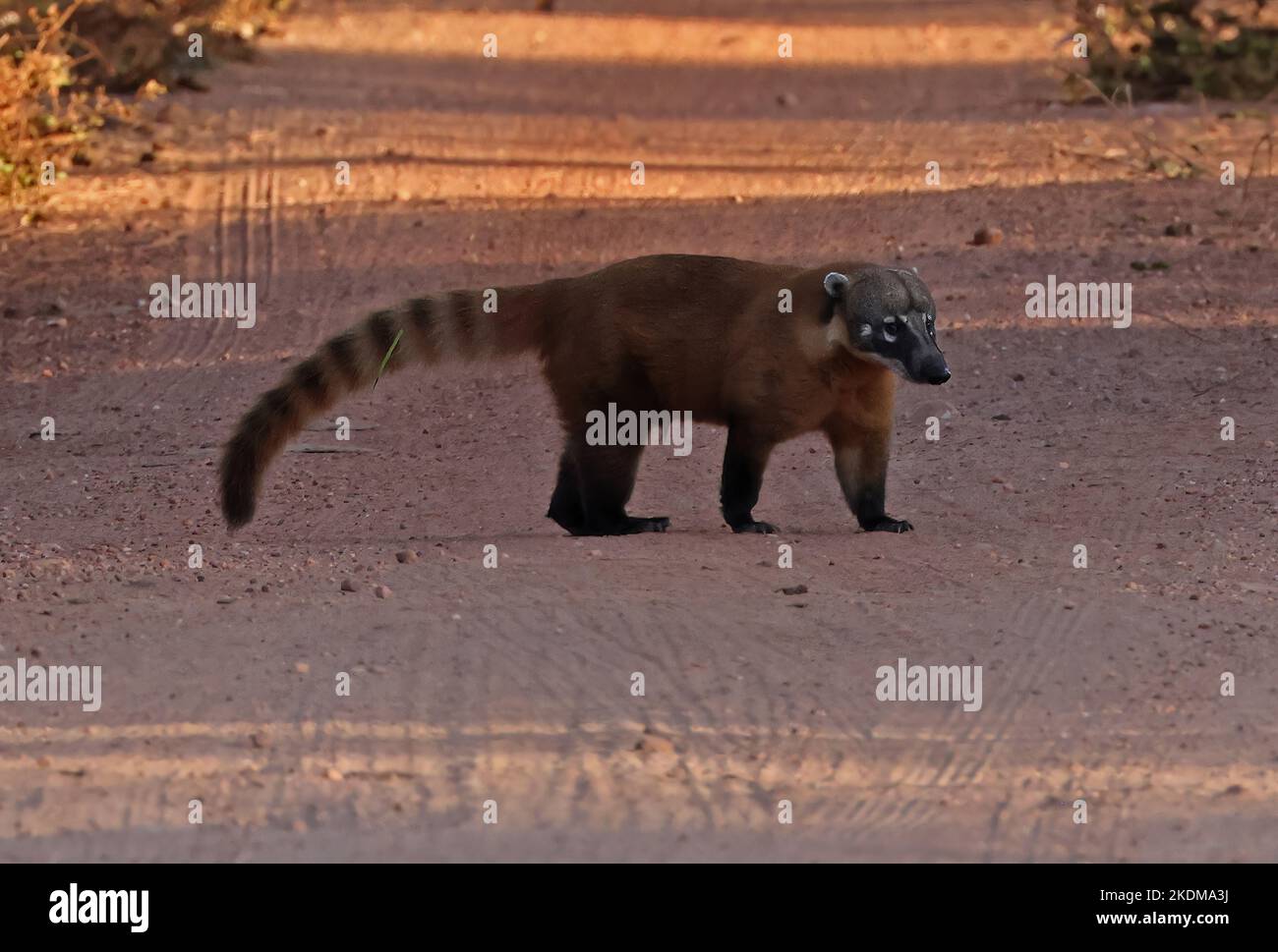 South American Coati (Nasua nasua) adult crossing dirt road Pantanal ...