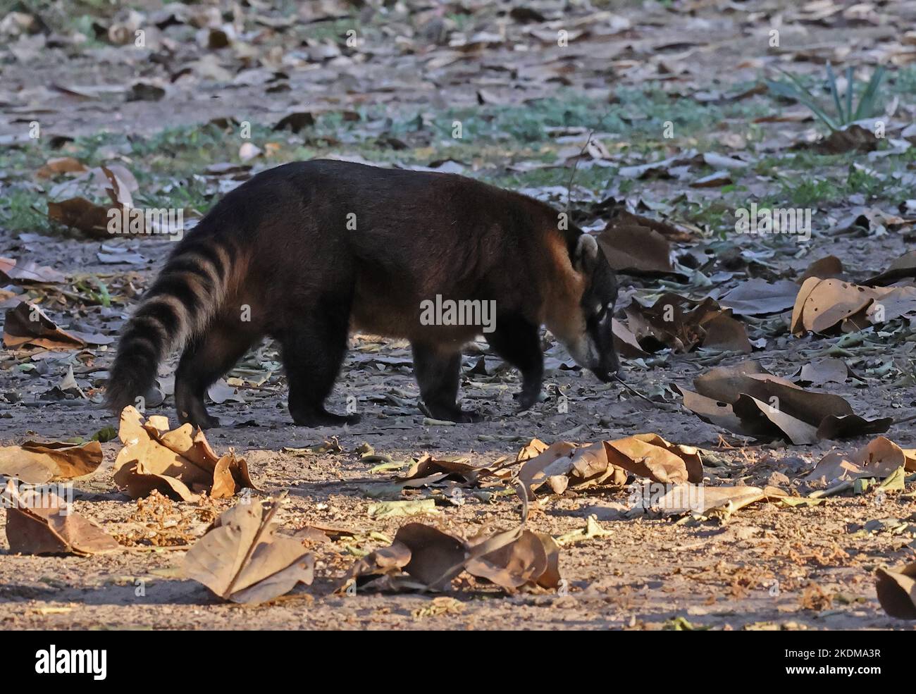 South American Coati (Nasua nasua) adult crossing dirt road Pantanal ...
