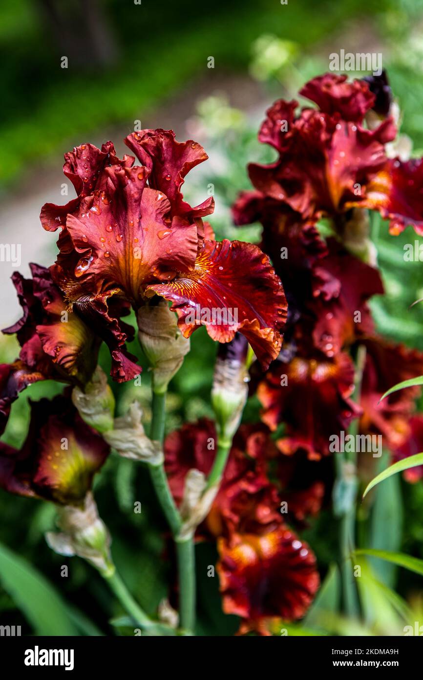 Dark wild iris hi-res stock photography and images - Alamy