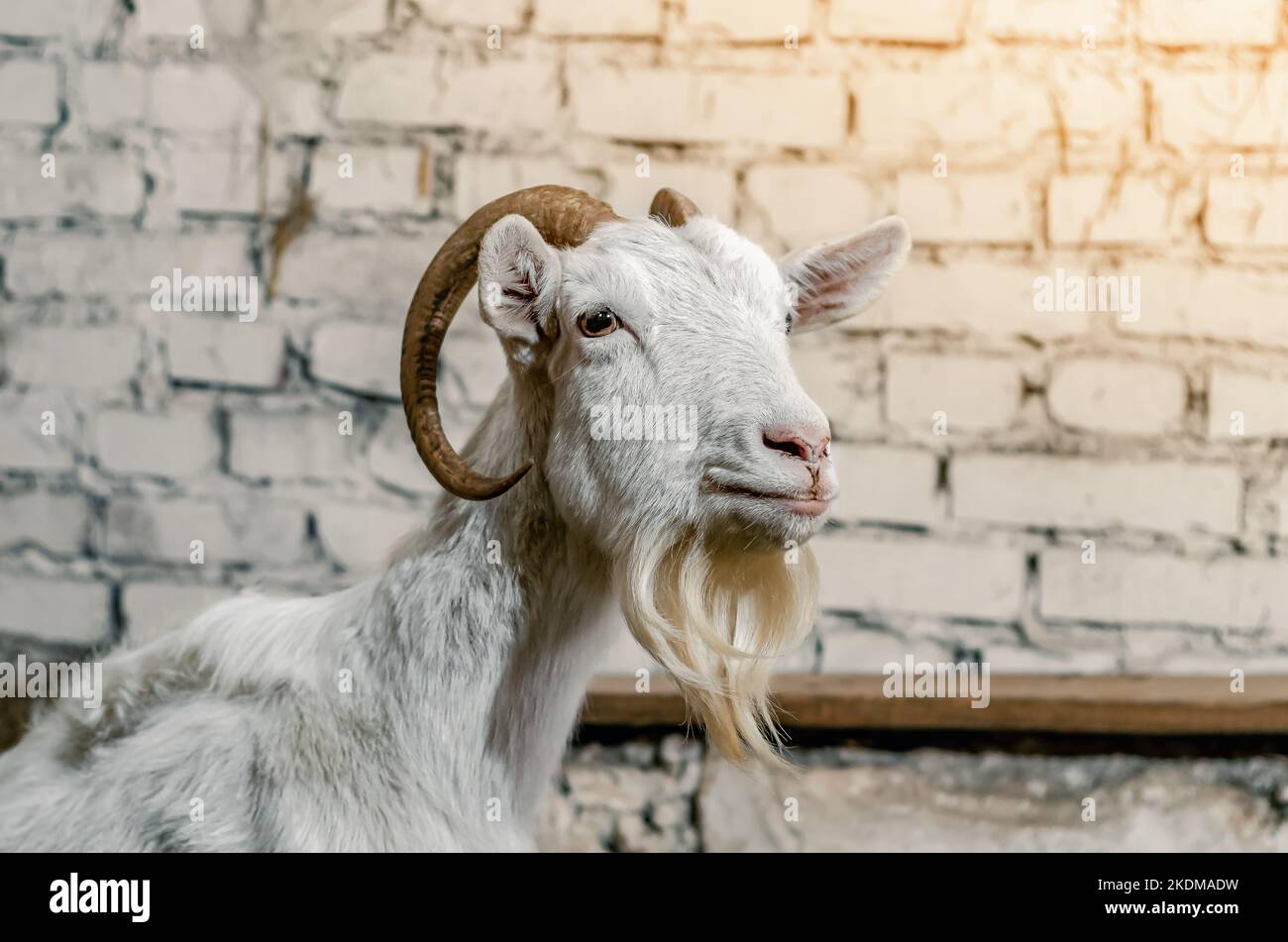 Zaanen goat hi-res stock photography and images - Alamy