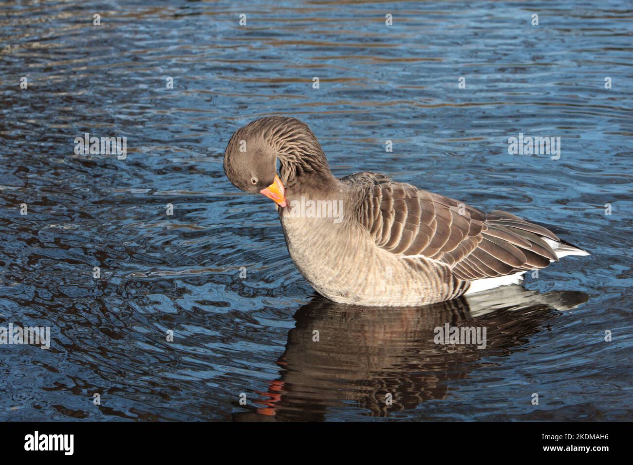 Greylag goose cleaning feathers hi-res stock photography and images - Alamy