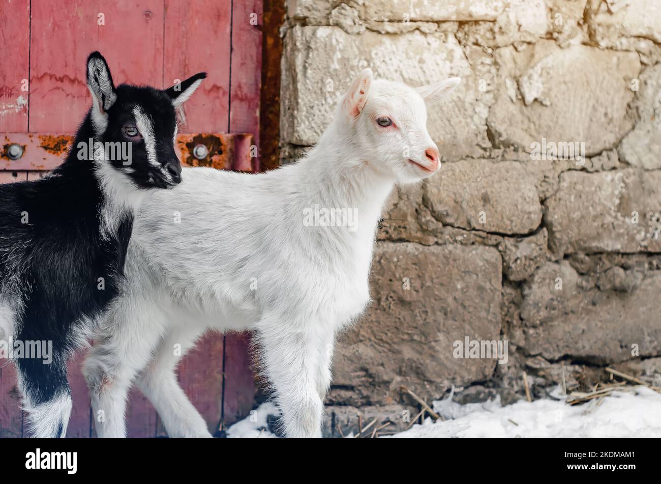 A little black-and-white goat with horns stands on a green meadow and ...