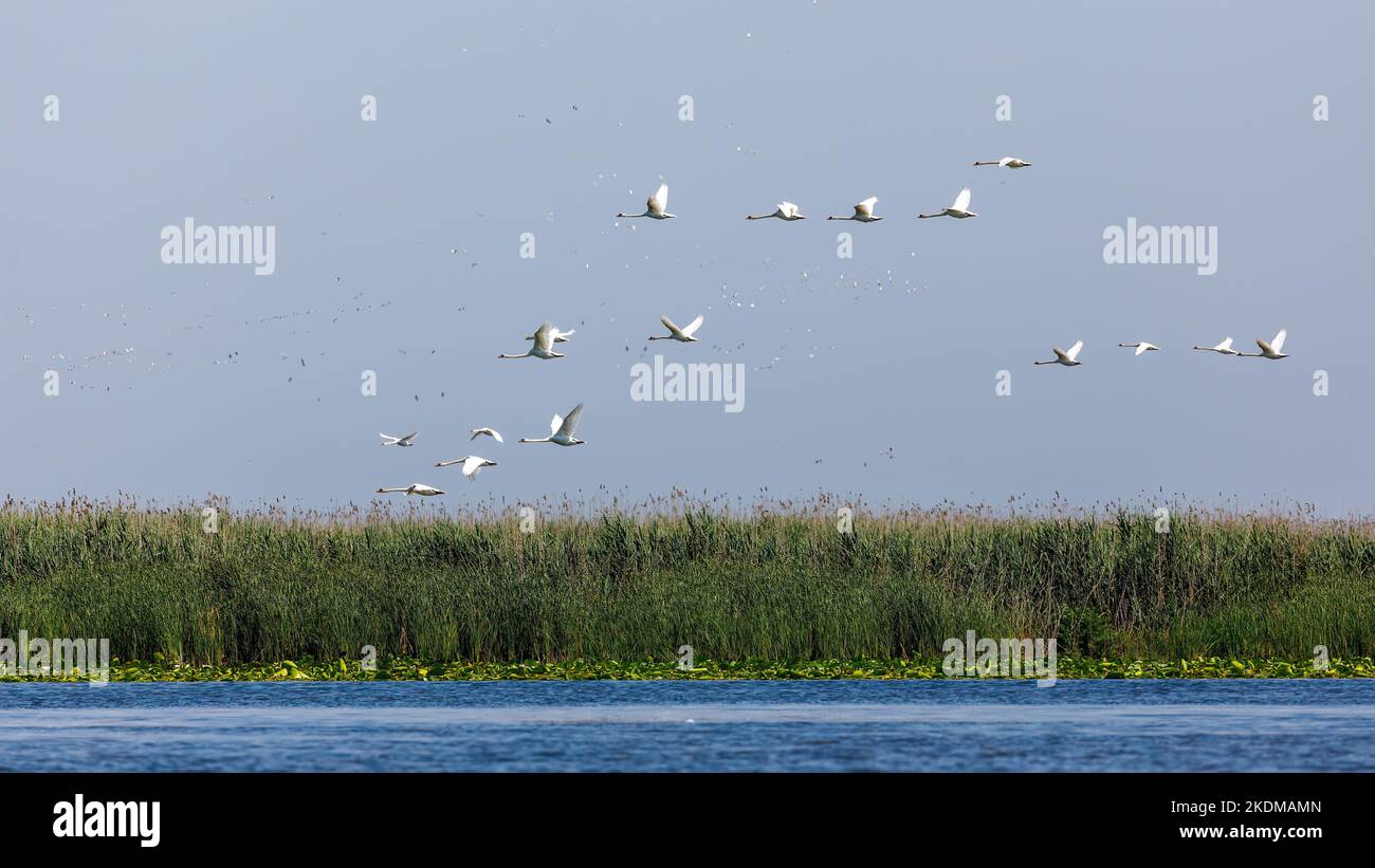 some swans are flying over the danube delta Stock Photo - Alamy