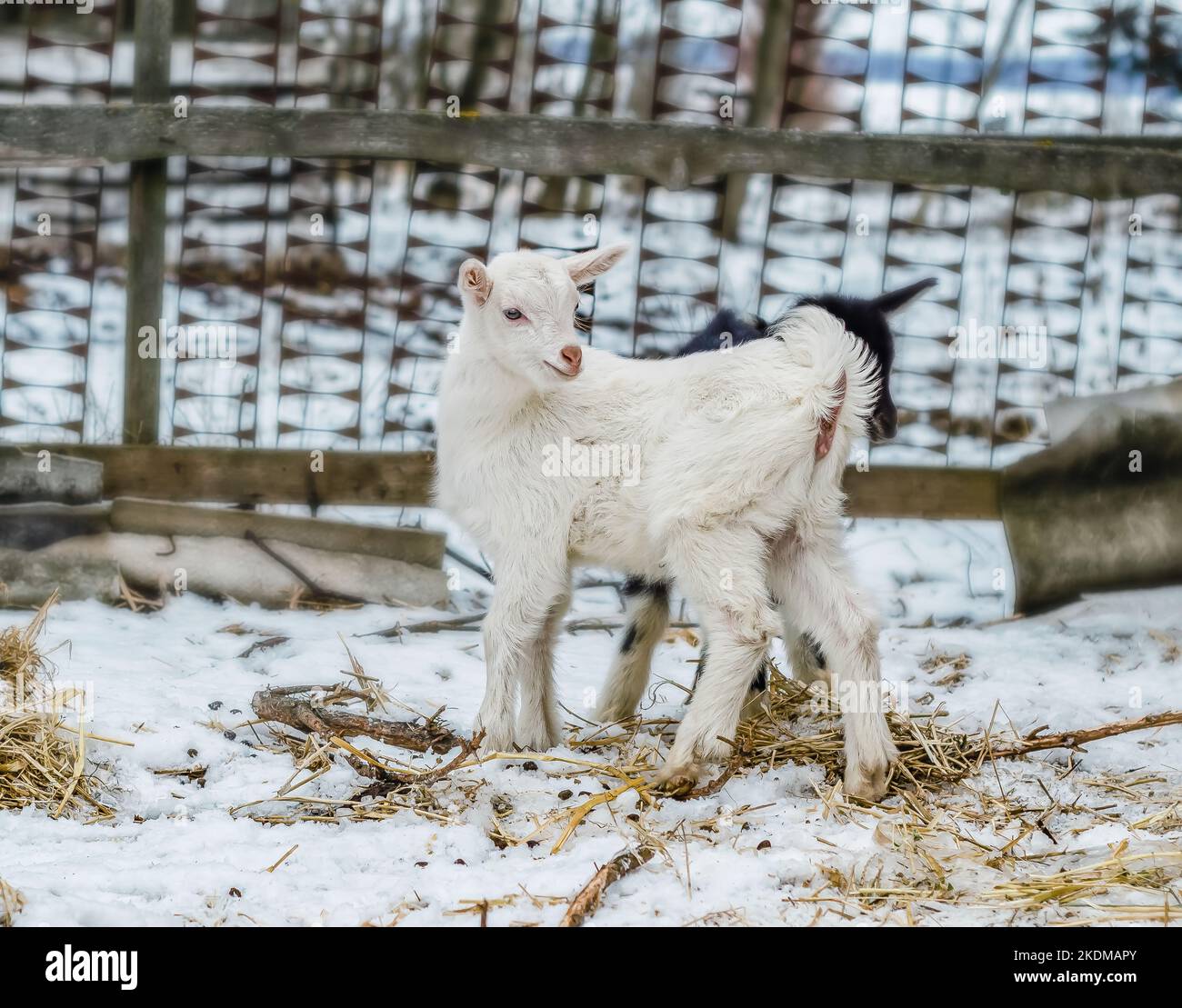 A little black-and-white goat with horns stands on a green meadow and ...