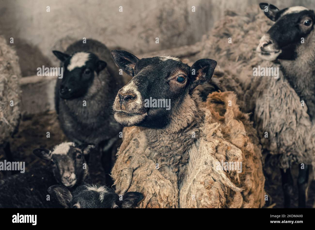 Healthy, pure bred Sheep on a farm Stock Photo - Alamy