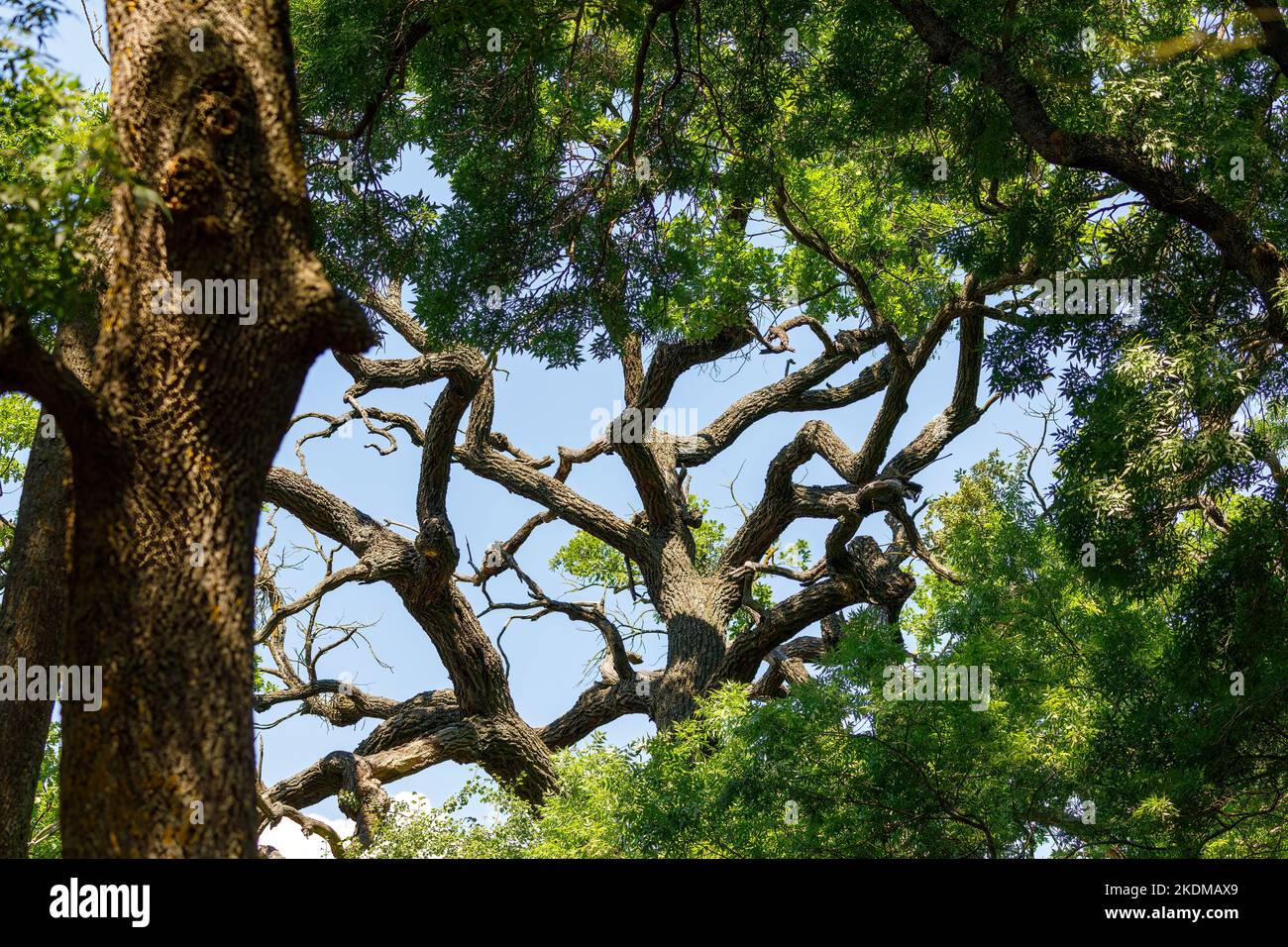 Tree in the Latea Forest in the Danube Delta Stock Photo - Alamy