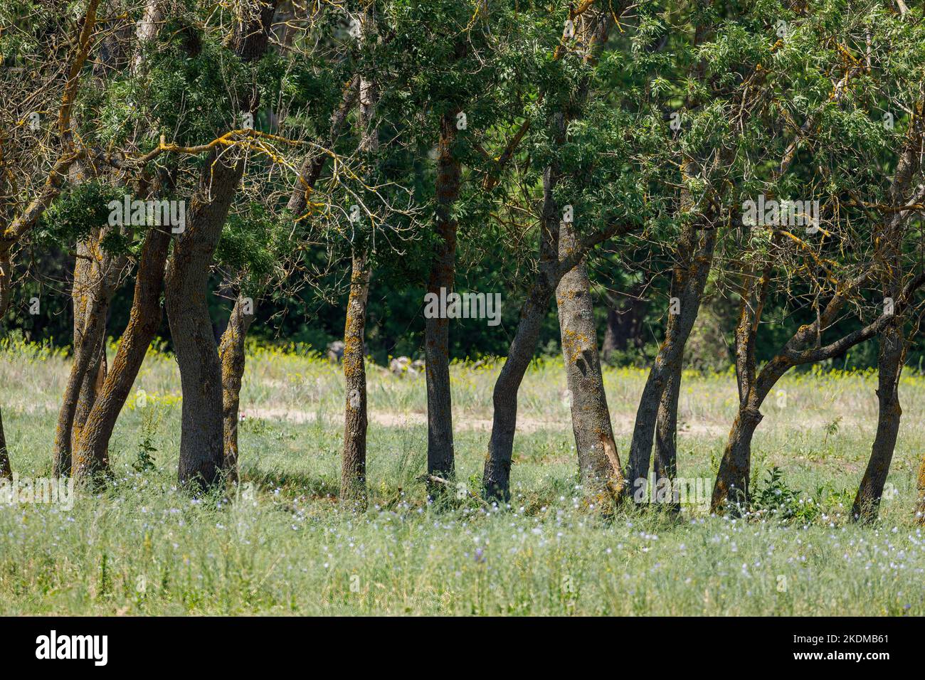 Tree in the Latea Forest in the Danube Delta Stock Photo - Alamy