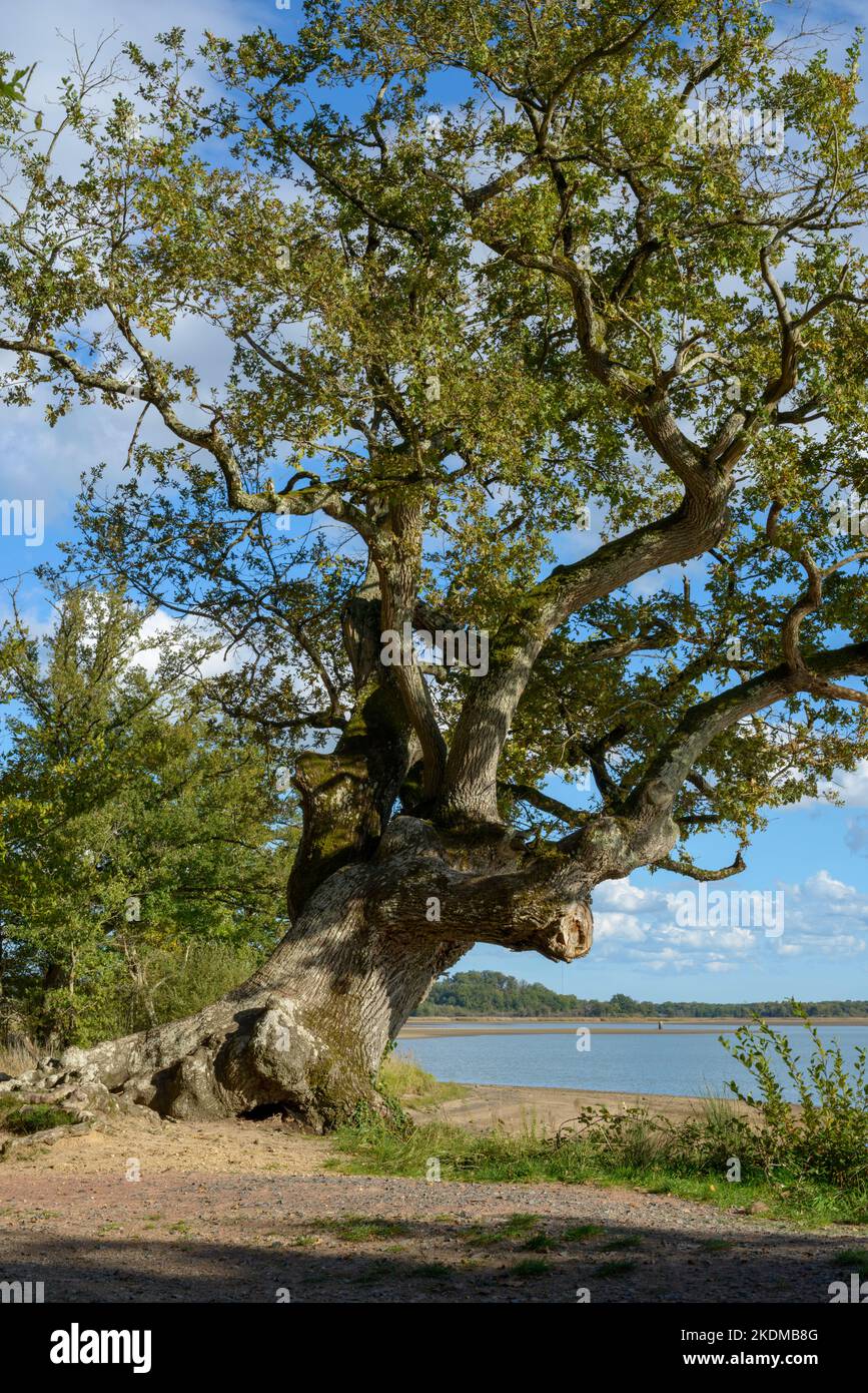 Arbre incline hi-res stock photography and images - Alamy