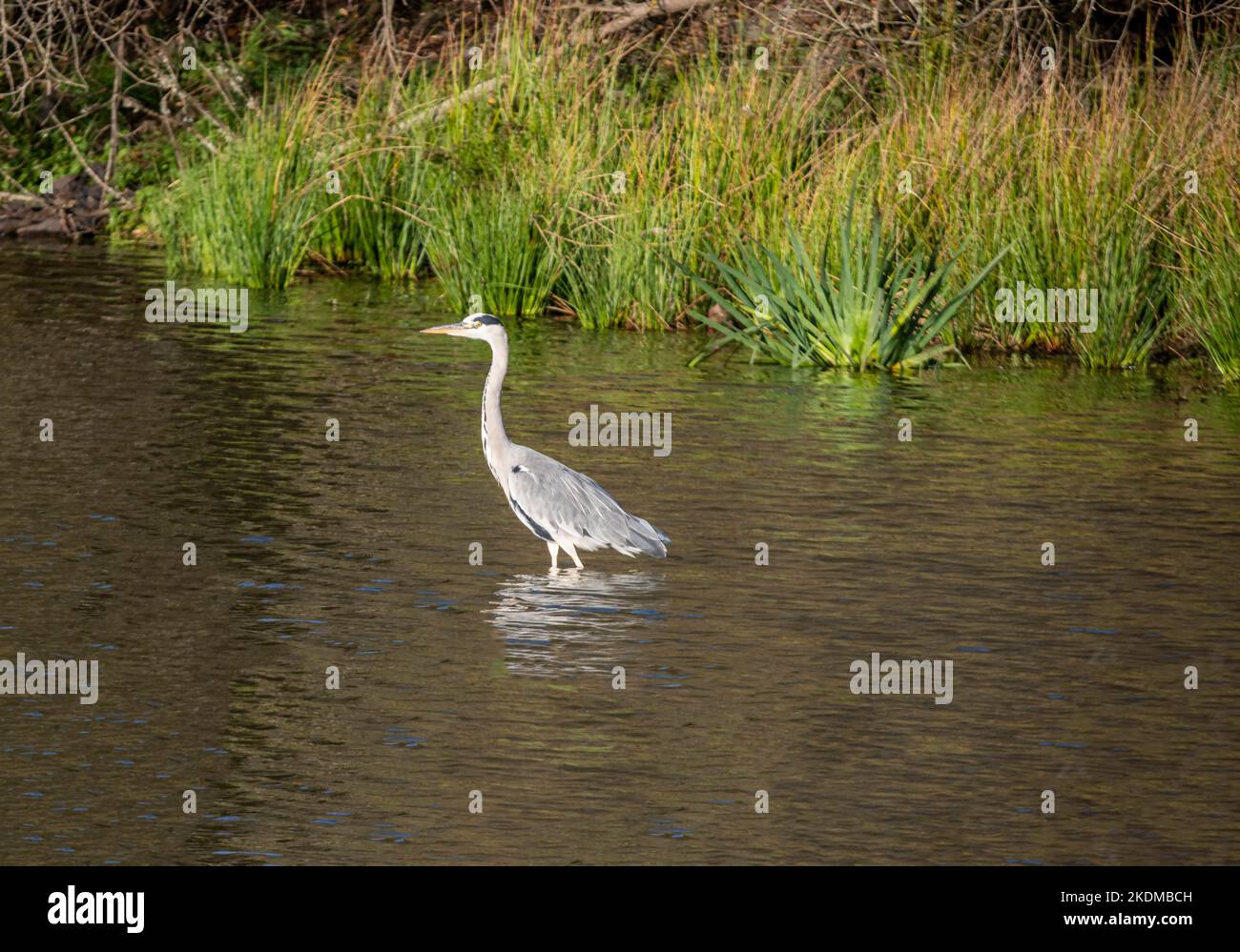 Echassier a laffut hi-res stock photography and images - Alamy