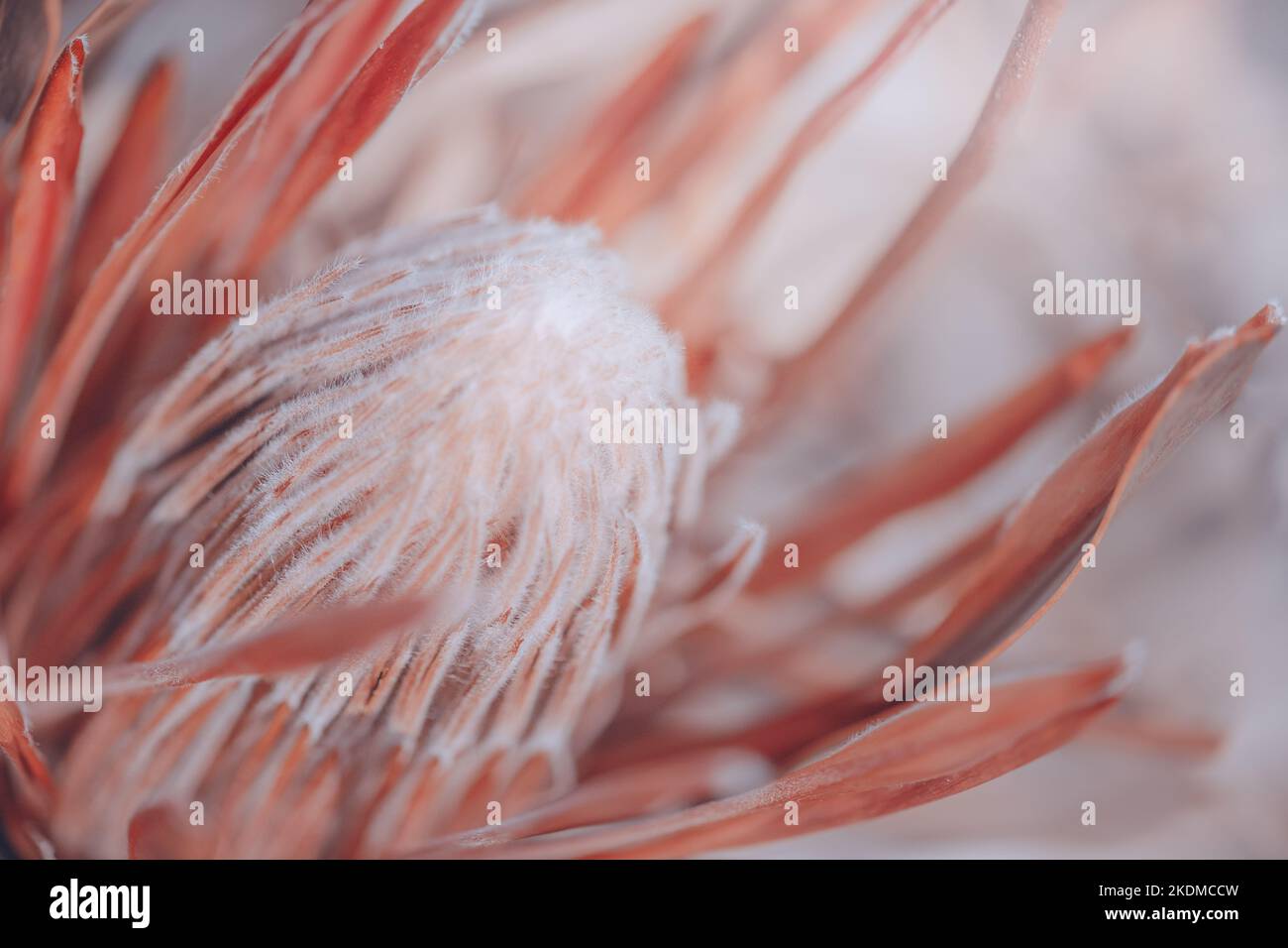 Beautiful tender dried flower hi-res stock photography and images - Alamy