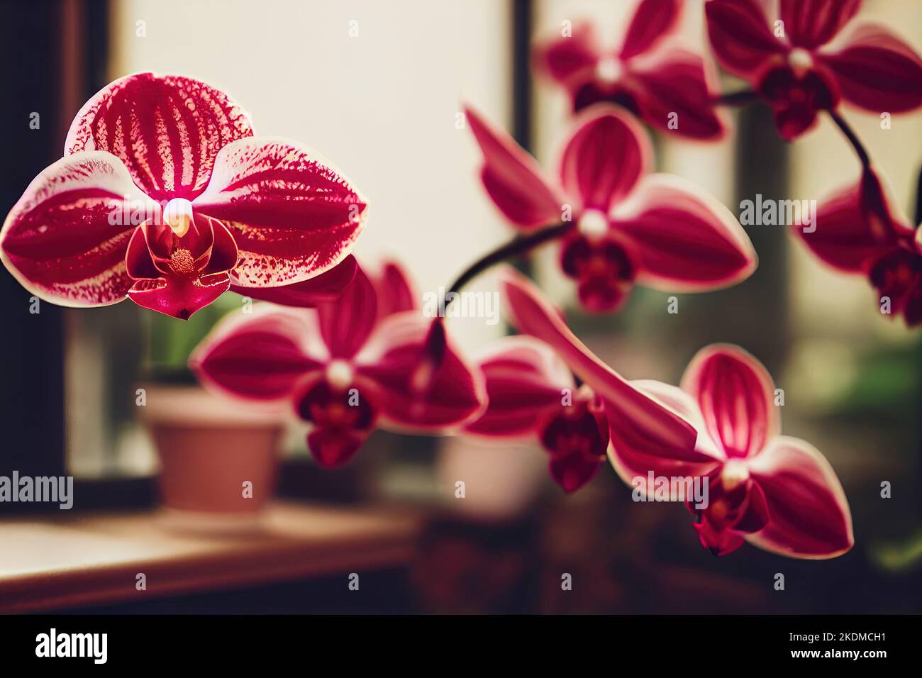 Close up view of a beautiful miniature red phalaenopsis orchid plant in ...