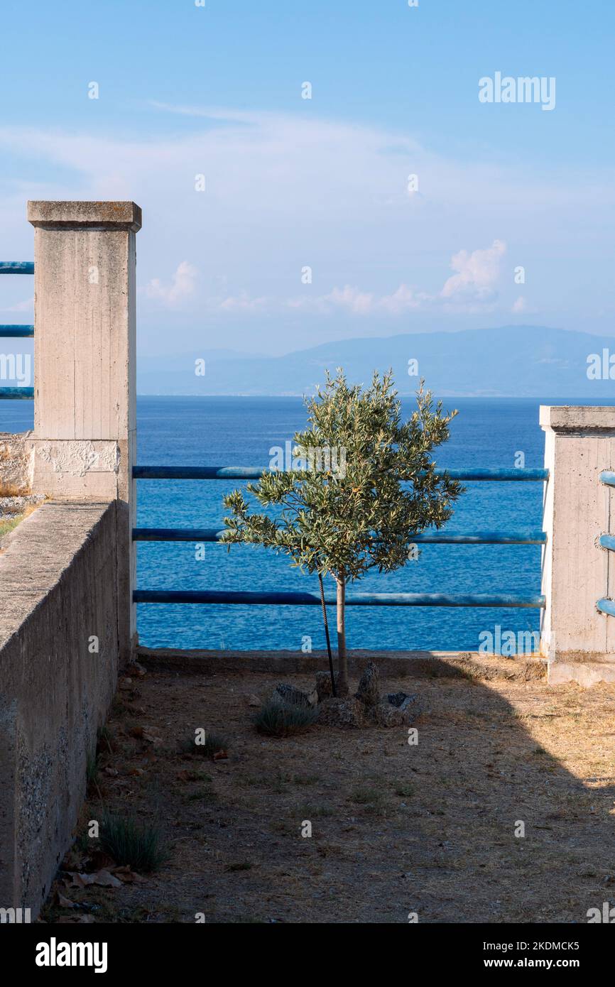 Small olive tree growing on embankment, organic olives growing with ...
