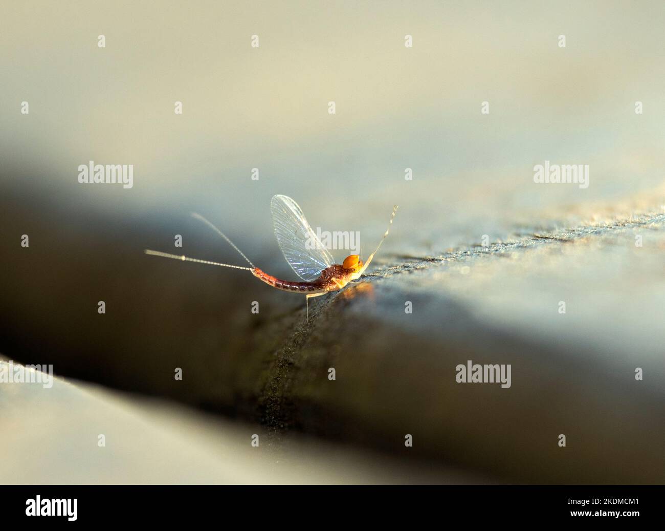 The Small Minnow mayfly is part of a large family and the commonest in ...