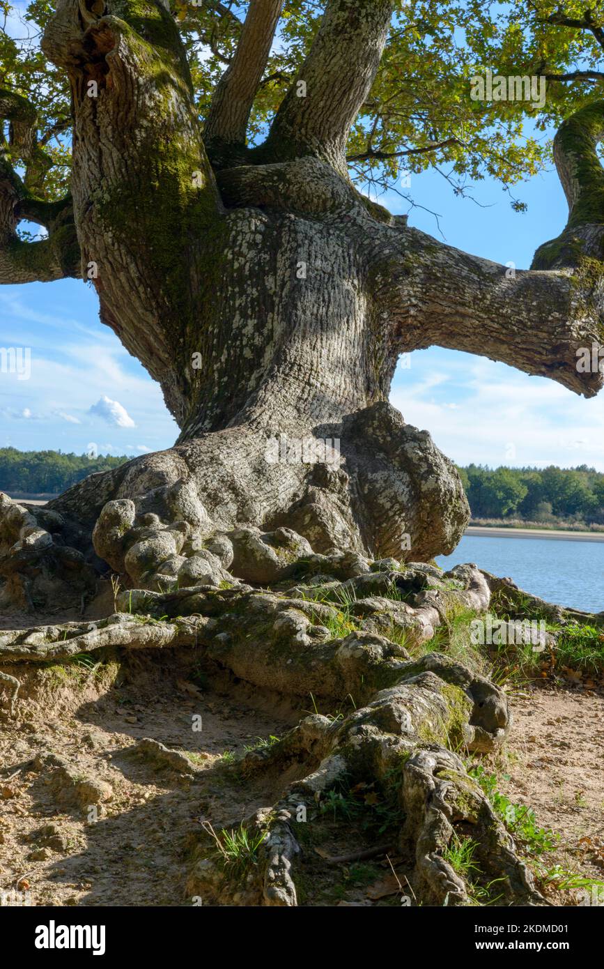 Old majestic tree hi-res stock photography and images - Alamy