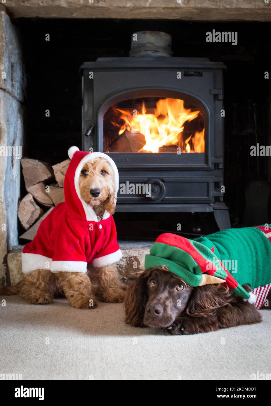 Christmas Dog Photo Stock Photo - Alamy