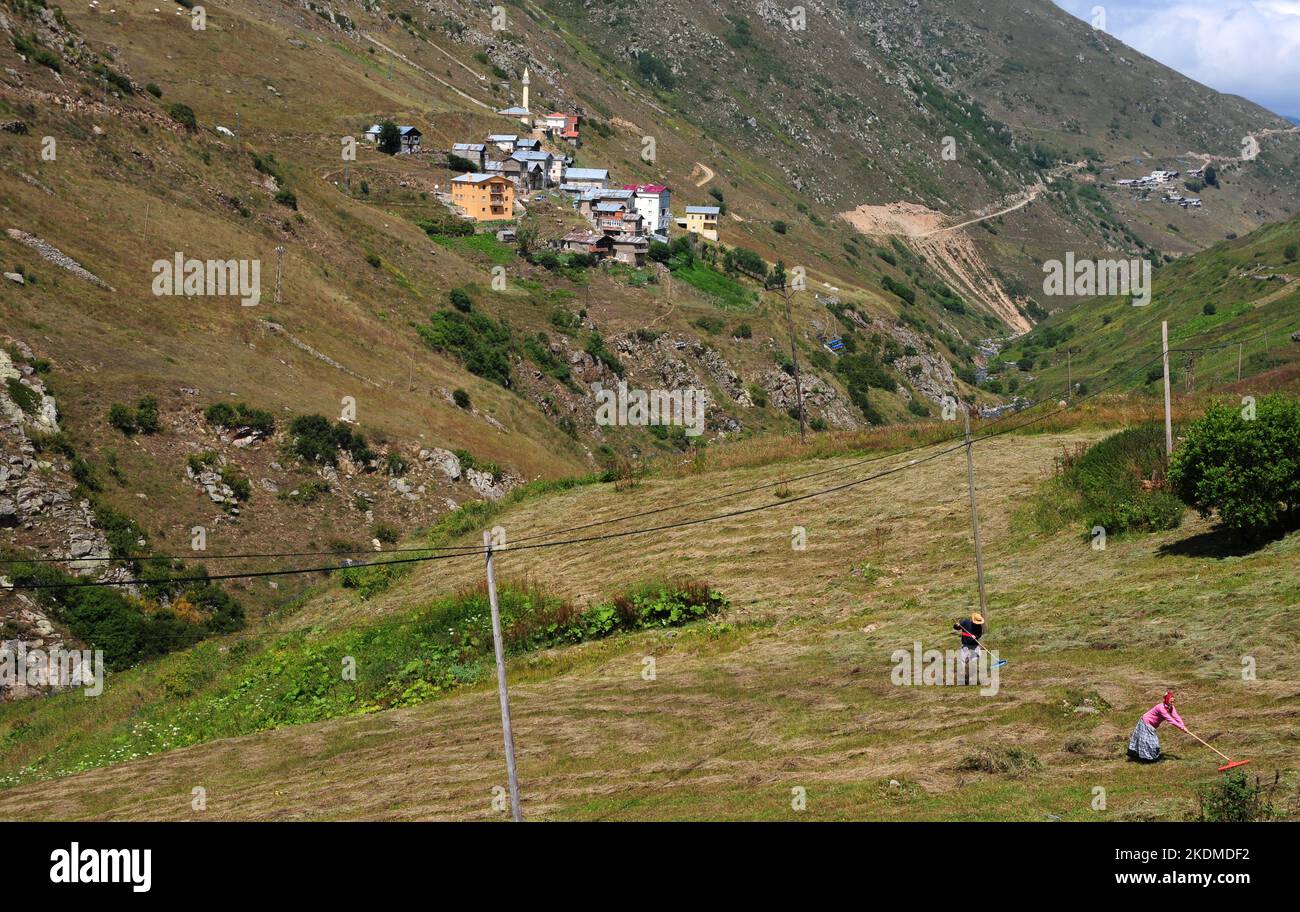 Anzer Plateau, located in Rize, Turkey, is an important local plateau ...