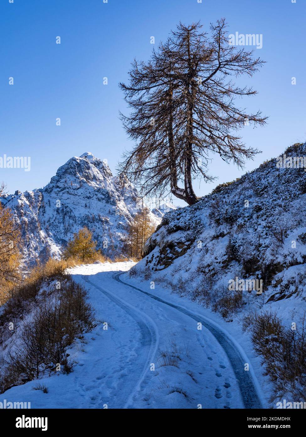 Tree snowy at orobie alps hi-res stock photography and images - Alamy