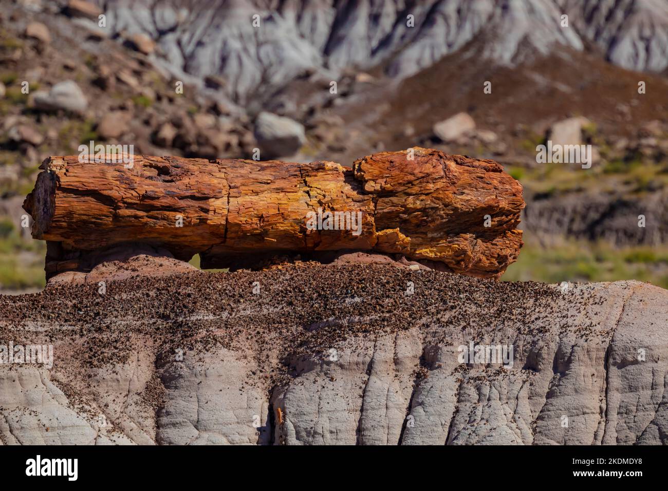 Petrified wood eroding out of badlands at Blue Mesa in Petrified Forest ...