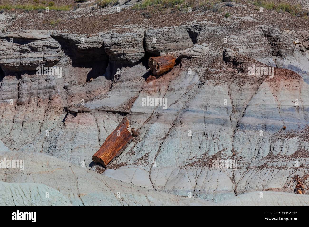 Petrified wood eroding out of badlands at Blue Mesa in Petrified Forest ...