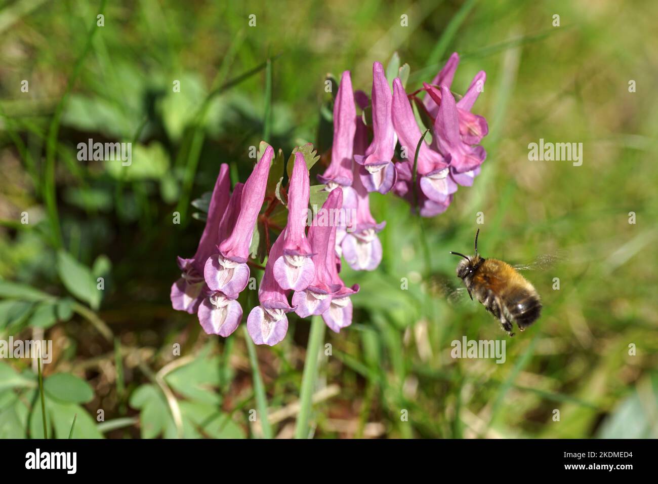 Flowering fumewort (Corydalis solida), family Papaveraceae and a flying ...