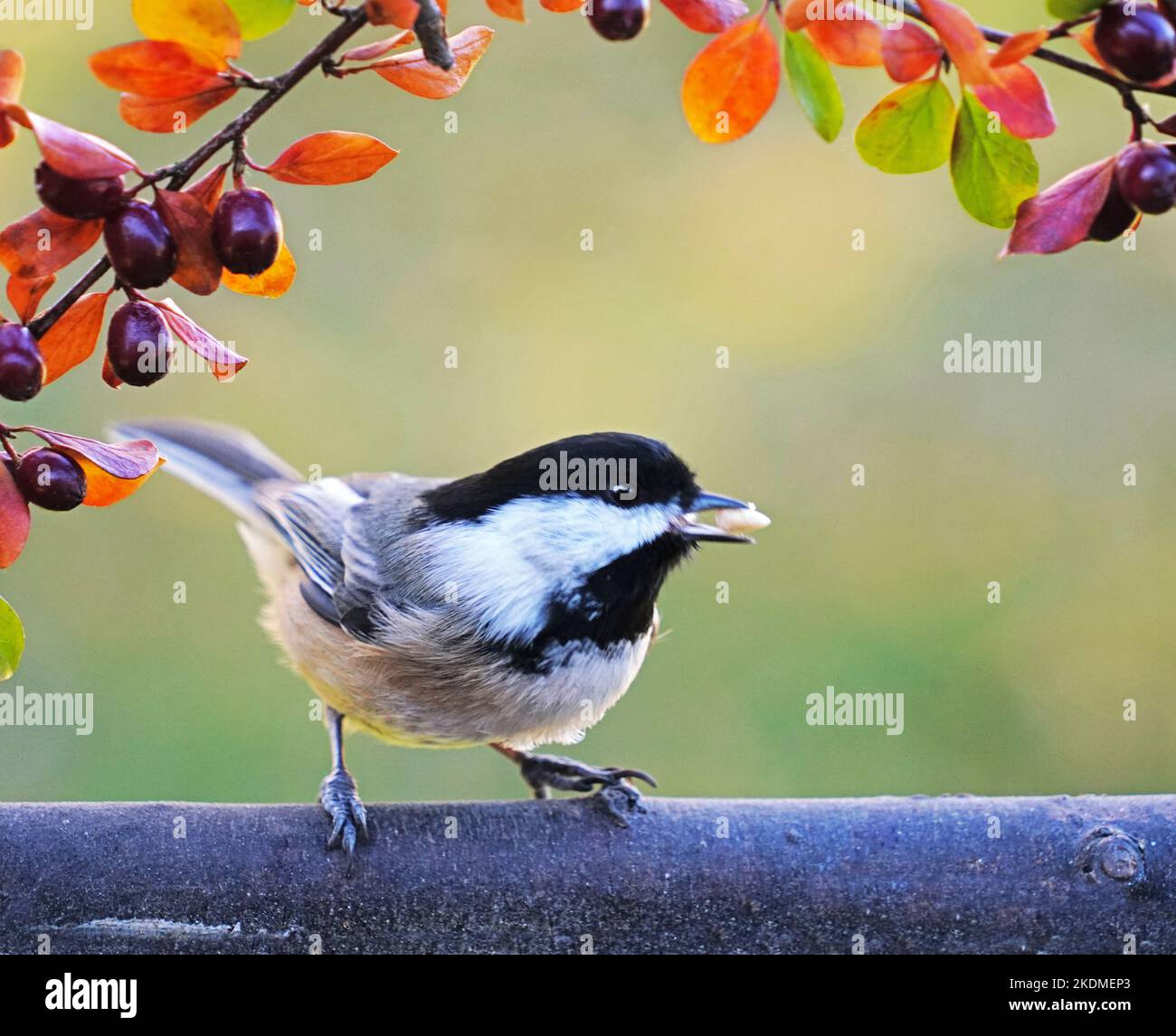 Black-capped Chickadee in autumn in southern Michigan Stock Photo - Alamy