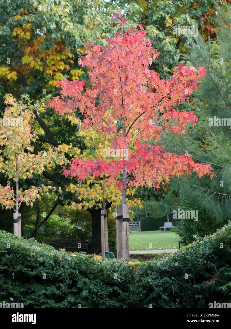 Autumnal coloured tree hi-res stock photography and images - Alamy