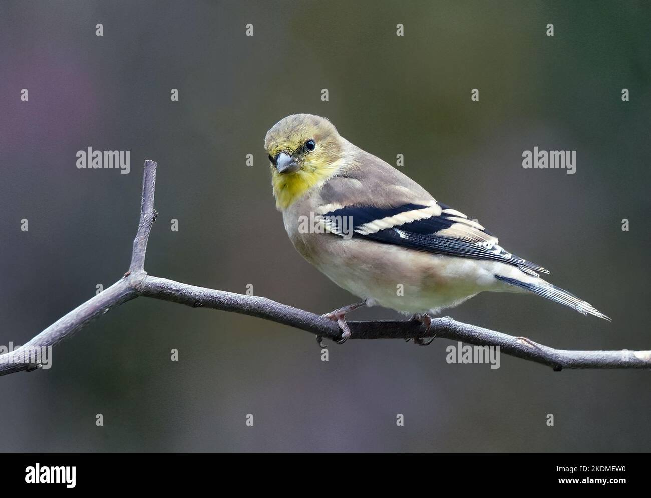 Female goldfinch hi-res stock photography and images - Alamy