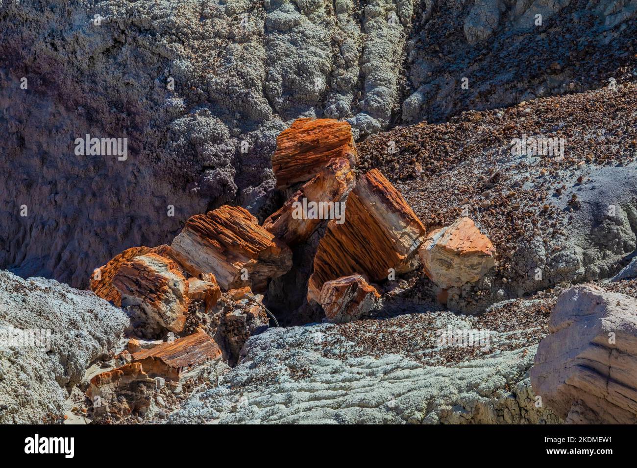 Petrified wood eroding out of badlands at Blue Mesa in Petrified Forest ...