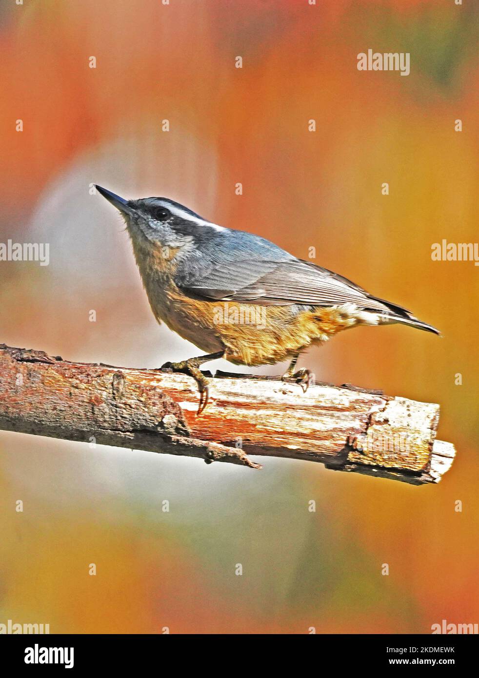 Red breasted nuthatches hi-res stock photography and images - Alamy