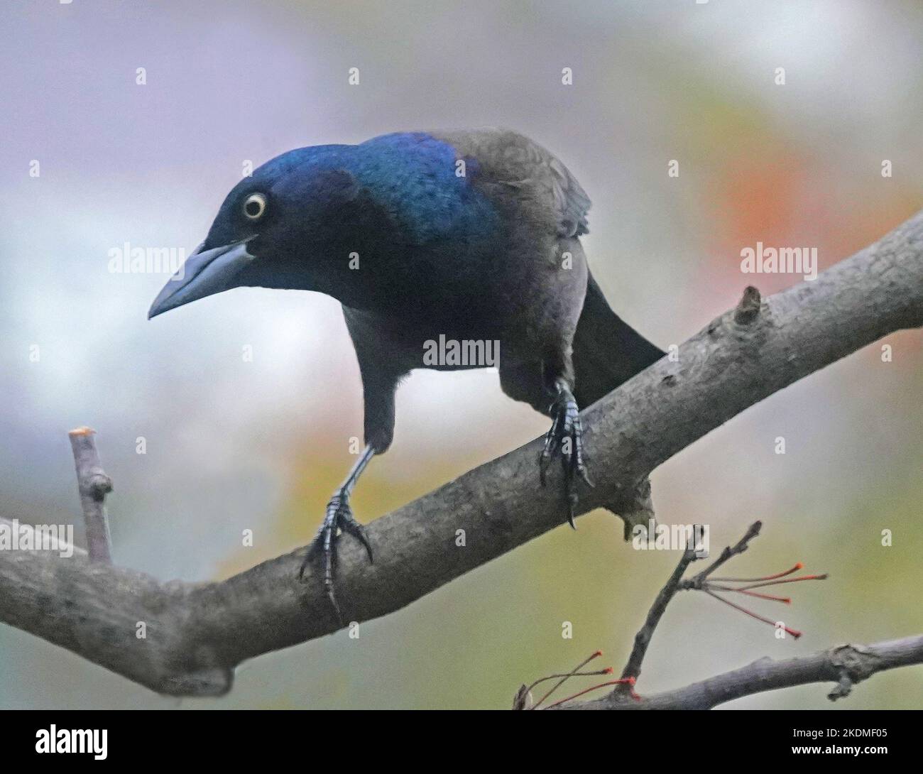 Intimidating birds hi-res stock photography and images - Alamy