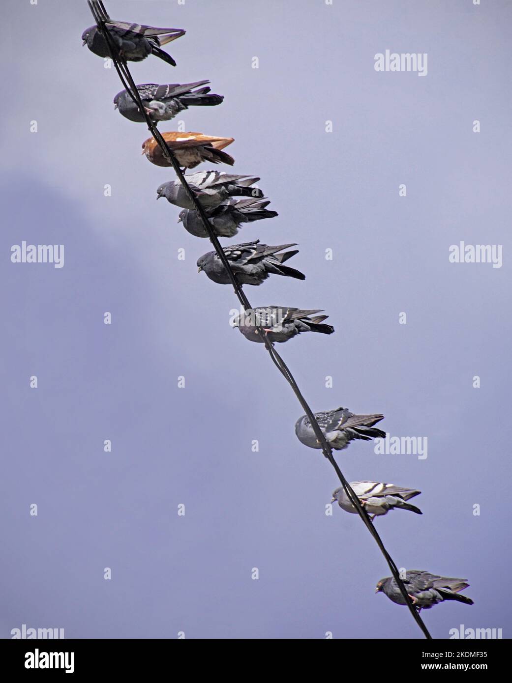 Birds on a wire Stock Photo - Alamy