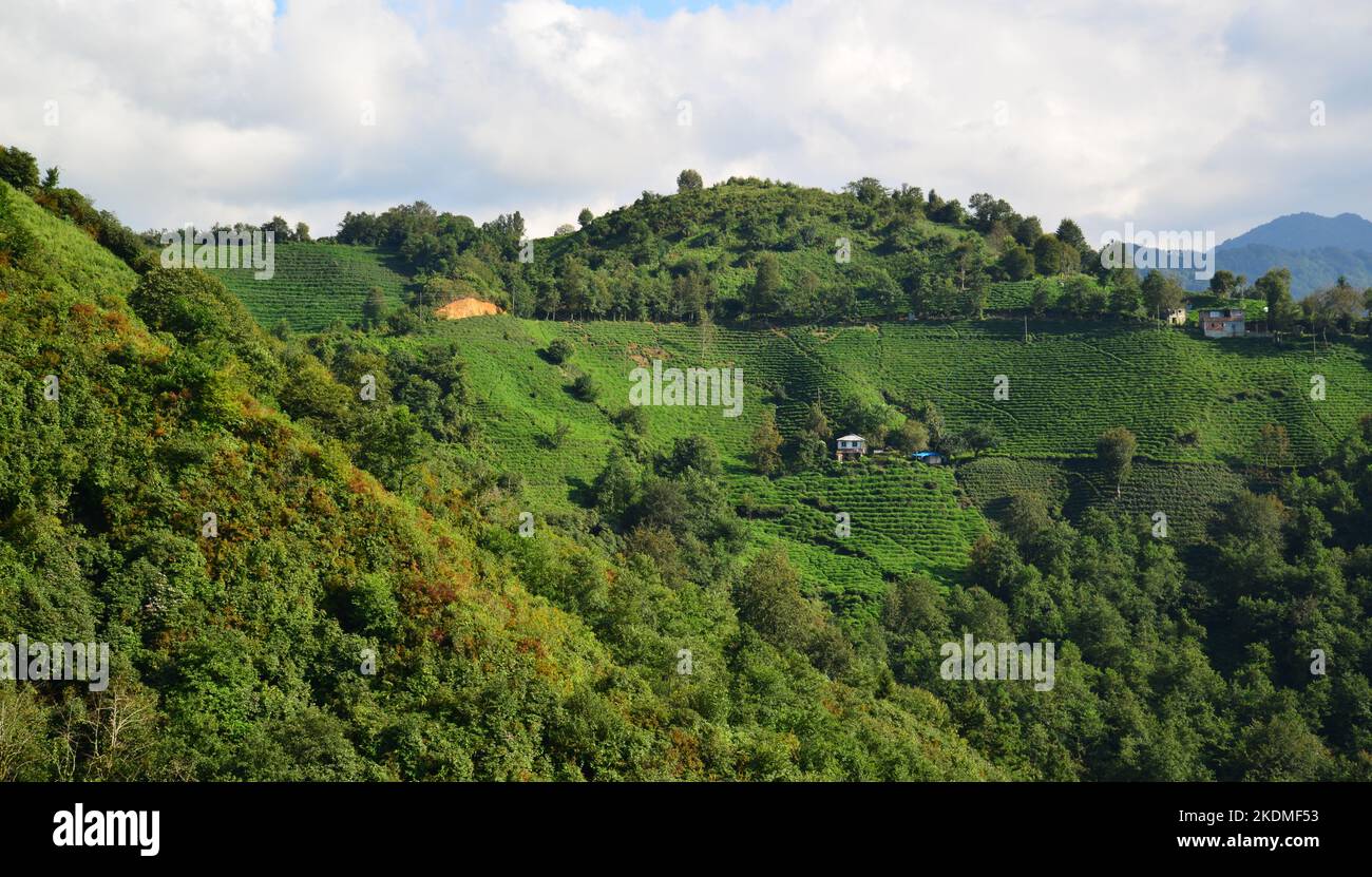 Rize cay hi-res stock photography and images - Alamy