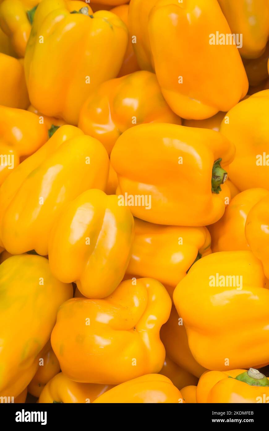 Choice edible species hi-res stock photography and images - Alamy